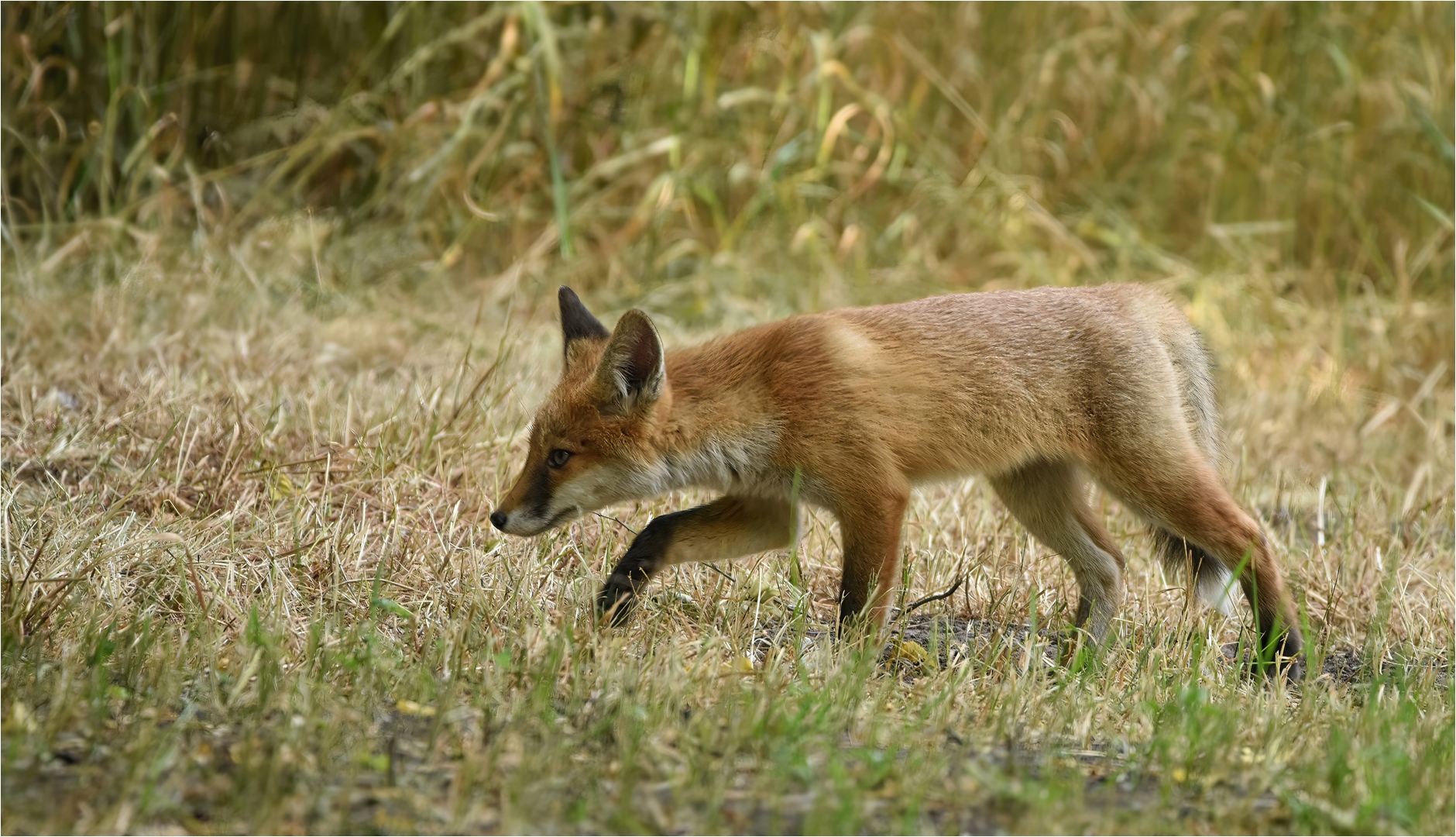 Junger Rotfuchs Foto & Bild | tiere, wildlife, säugetiere Bilder auf ...