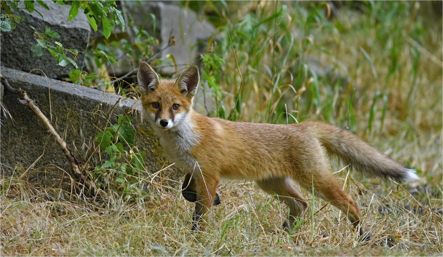 Junger Rotfuchs Foto & Bild | tiere, wildlife, säugetiere Bilder auf ...