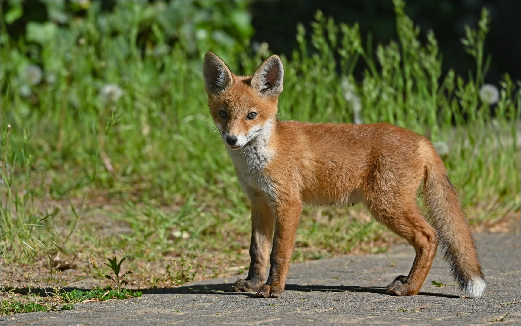 Junger Rotfuchs Foto & Bild | tiere, wildlife, säugetiere Bilder auf ...