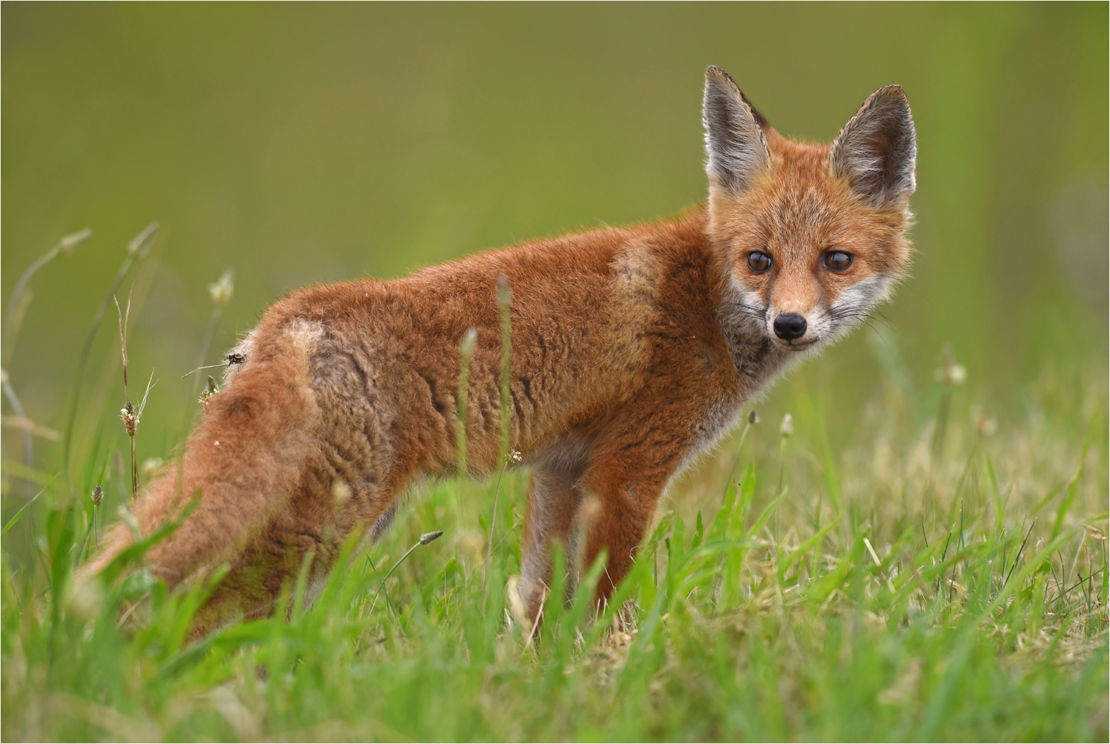 Junger Rotfuchs Foto & Bild | tiere, wildlife, säugetiere Bilder auf ...