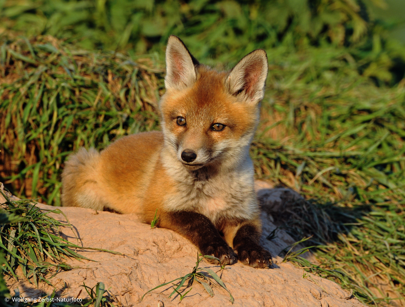 Junger Rotfuchs in der Abendsonne Foto & Bild | fotos, world, natur ...