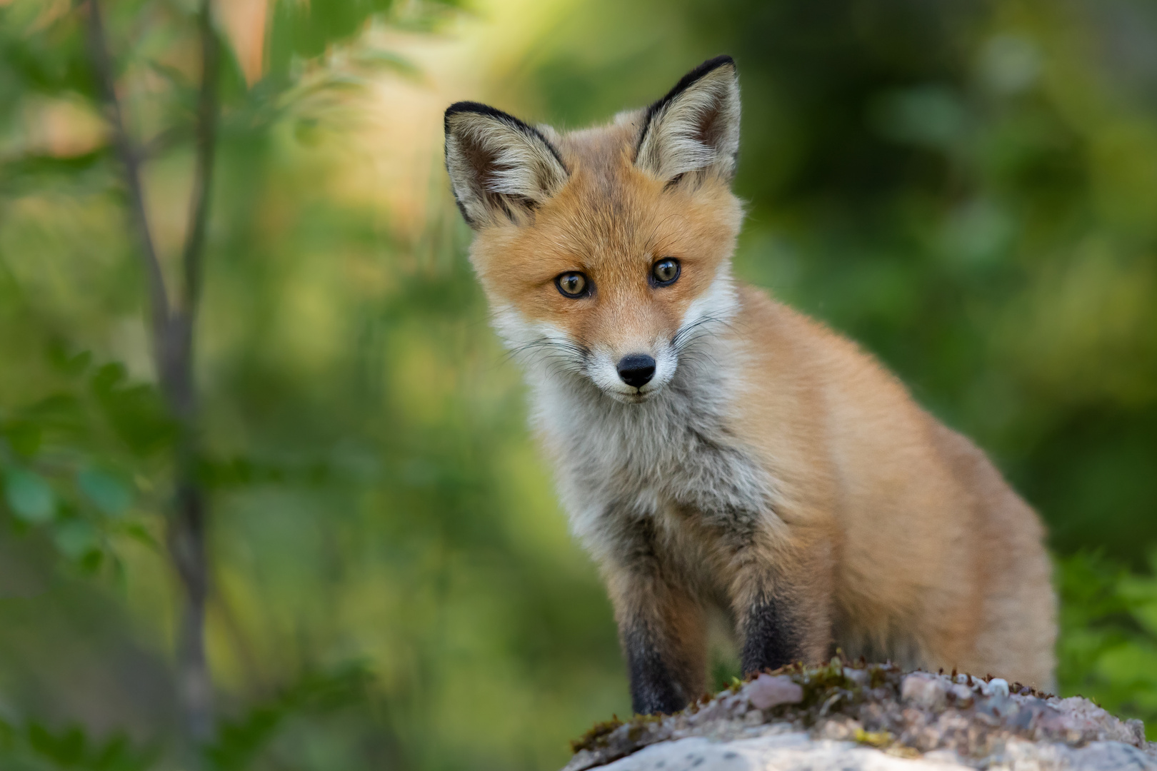 Junger Rotfuchs - mehrfach prämiertes Foto Foto & Bild | natur, tiere ...
