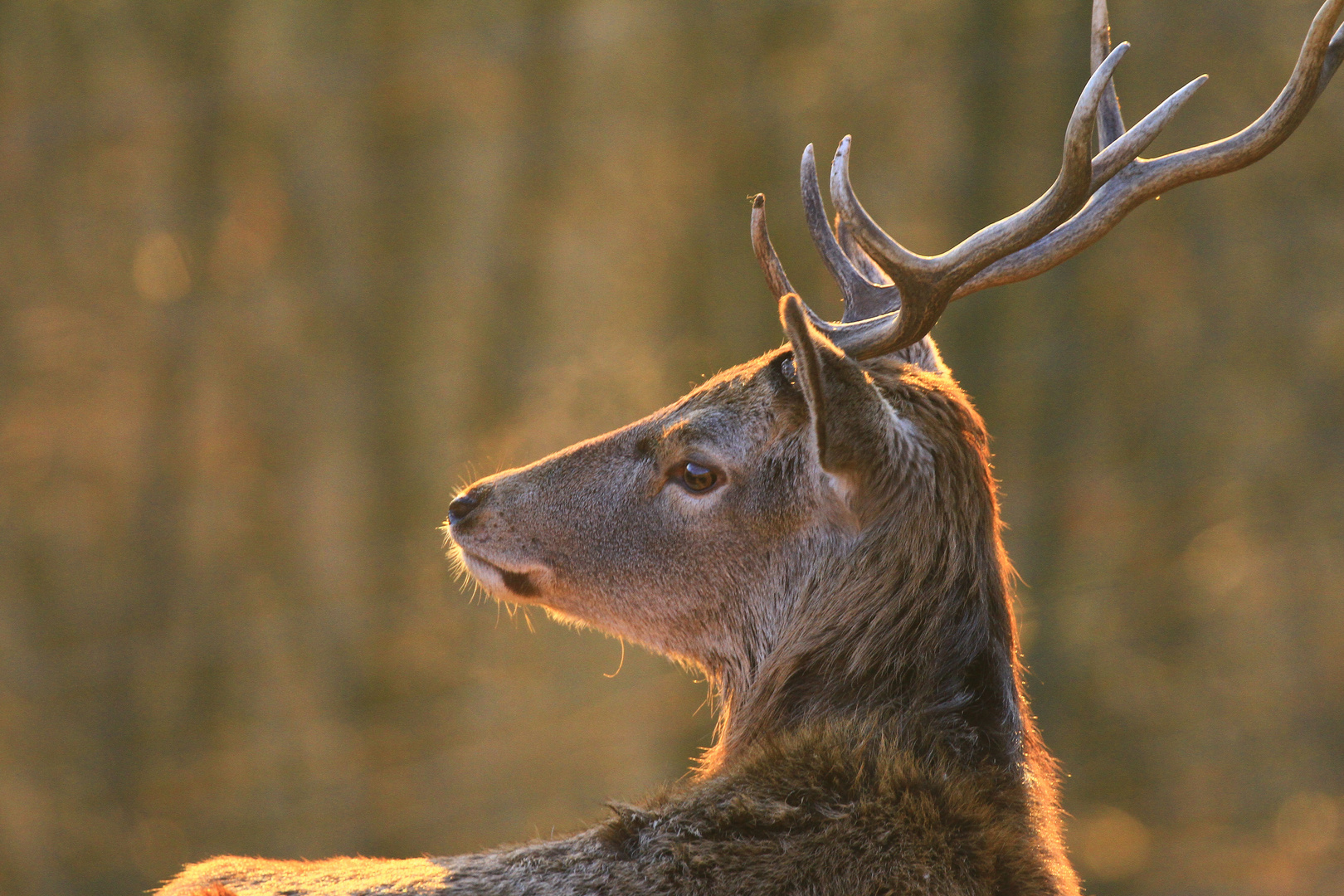Junger Rothirsch Foto & Bild | natur, zoo, tiere Bilder auf fotocommunity