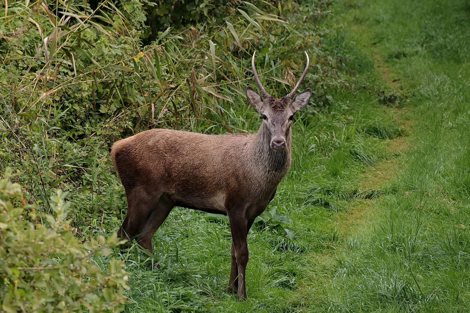 Junger Rothirsch ( Spießer ) 2 Foto & Bild | tiere, wildlife ...