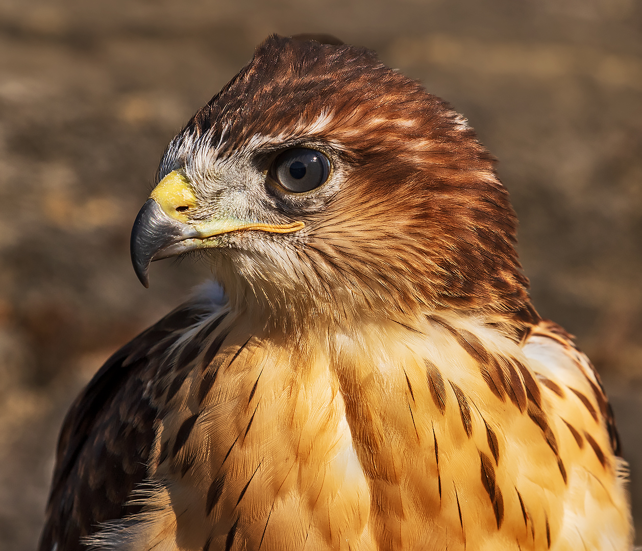 Junger Rotmilan 001 Foto & Bild | tiere, tierkinder, licht Bilder auf ...