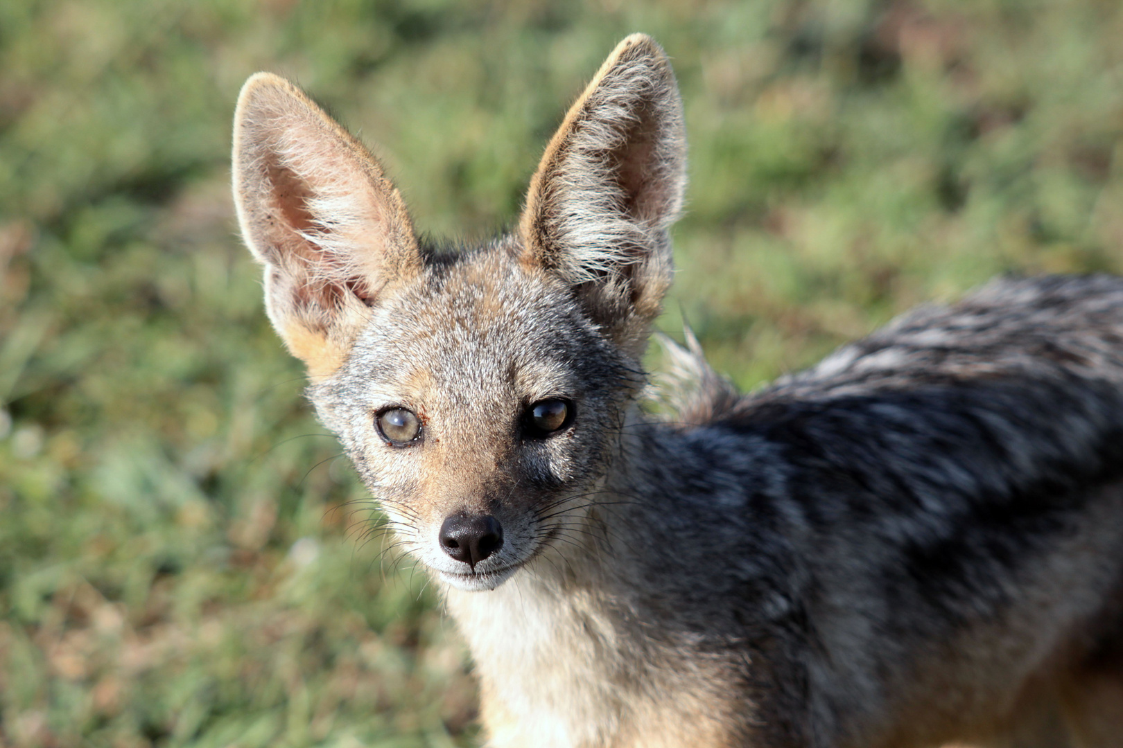 Junger Schakal Foto & Bild | tiere, wildlife, säugetiere Bilder auf ...