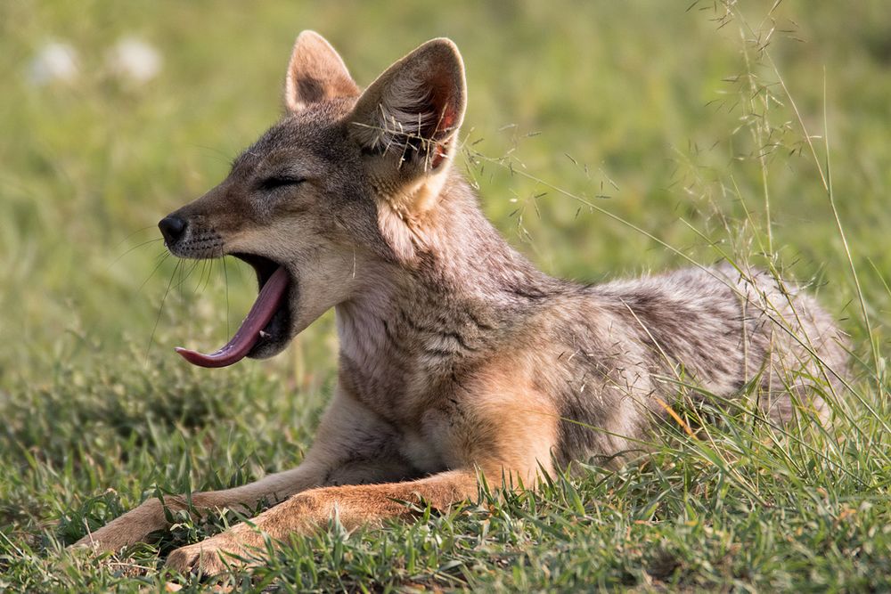 Junger Schakal Foto & Bild | tiere, wildlife, säugetiere Bilder auf ...