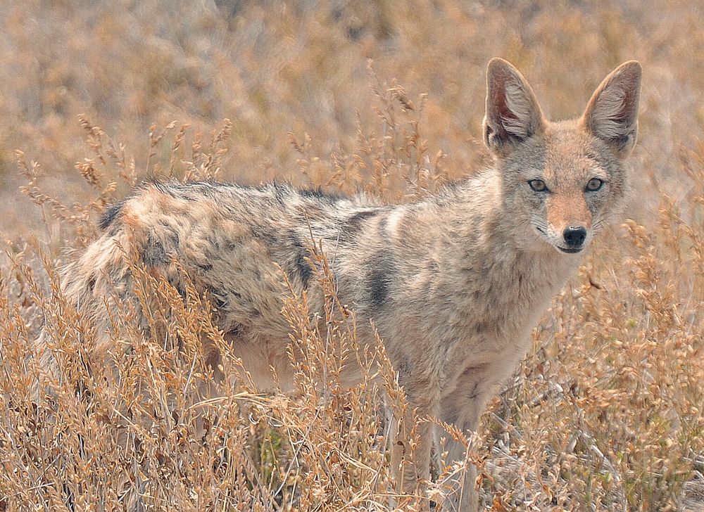 Junger Schakal Foto & Bild | tiere, wildlife, natur Bilder auf ...