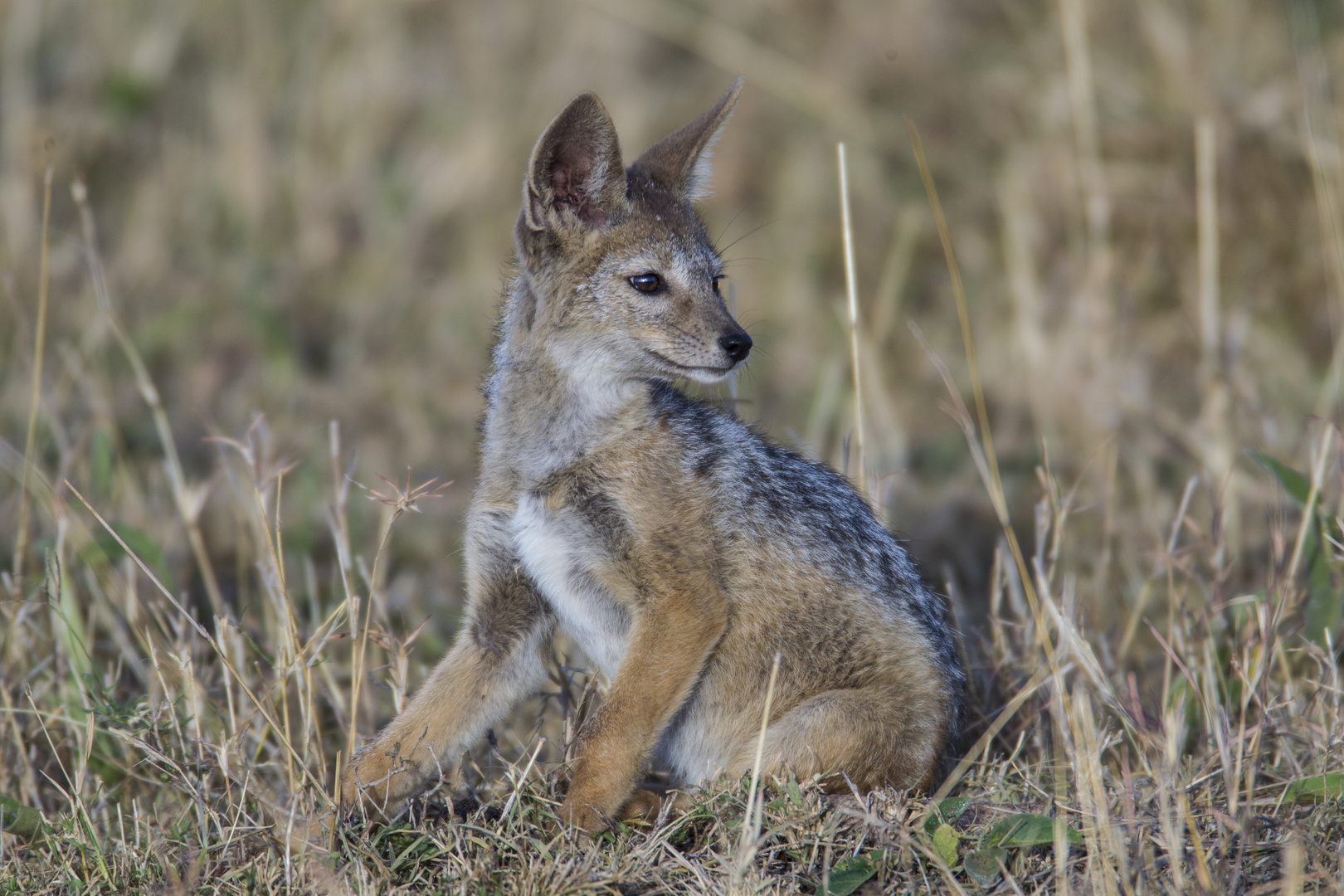 Junger Schakal Foto & Bild | tiere, wildlife, säugetiere Bilder auf ...