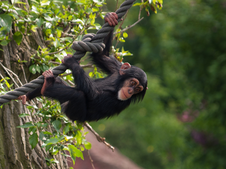 junger schimpanse Foto & Bild | tiere, zoo, wildpark & falknerei ...