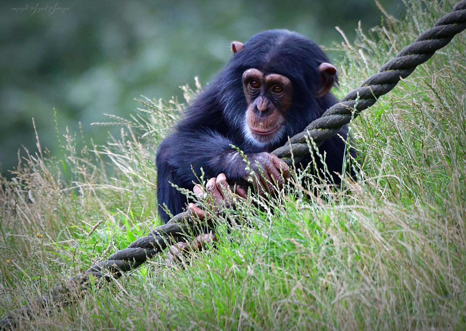 junger Schimpanse Foto & Bild | tiere, zoo, wildpark & falknerei ...