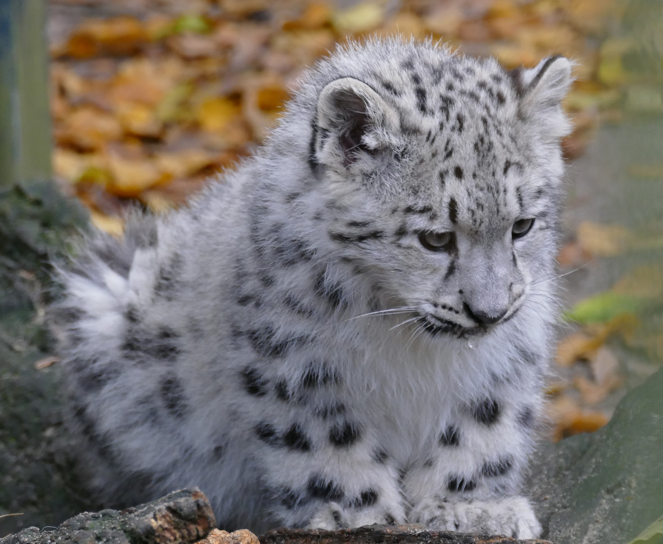 junger Schneeleopard im Krefelder Zoo Foto & Bild | natur, zoo, tiere ...
