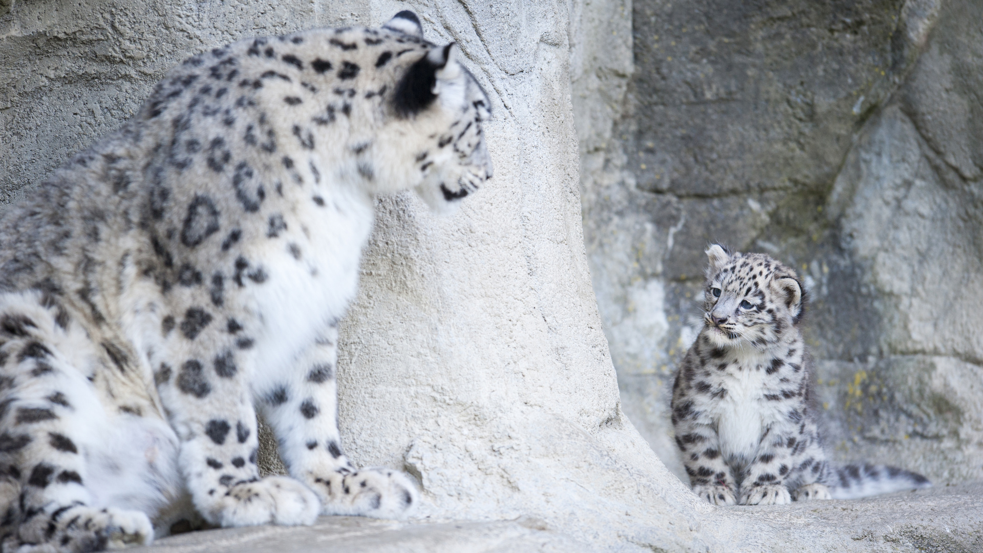 Junger Schneeleopard Mohan mit Mutter Dshamilja, Zoo Zürich, 22.06.2012 ...