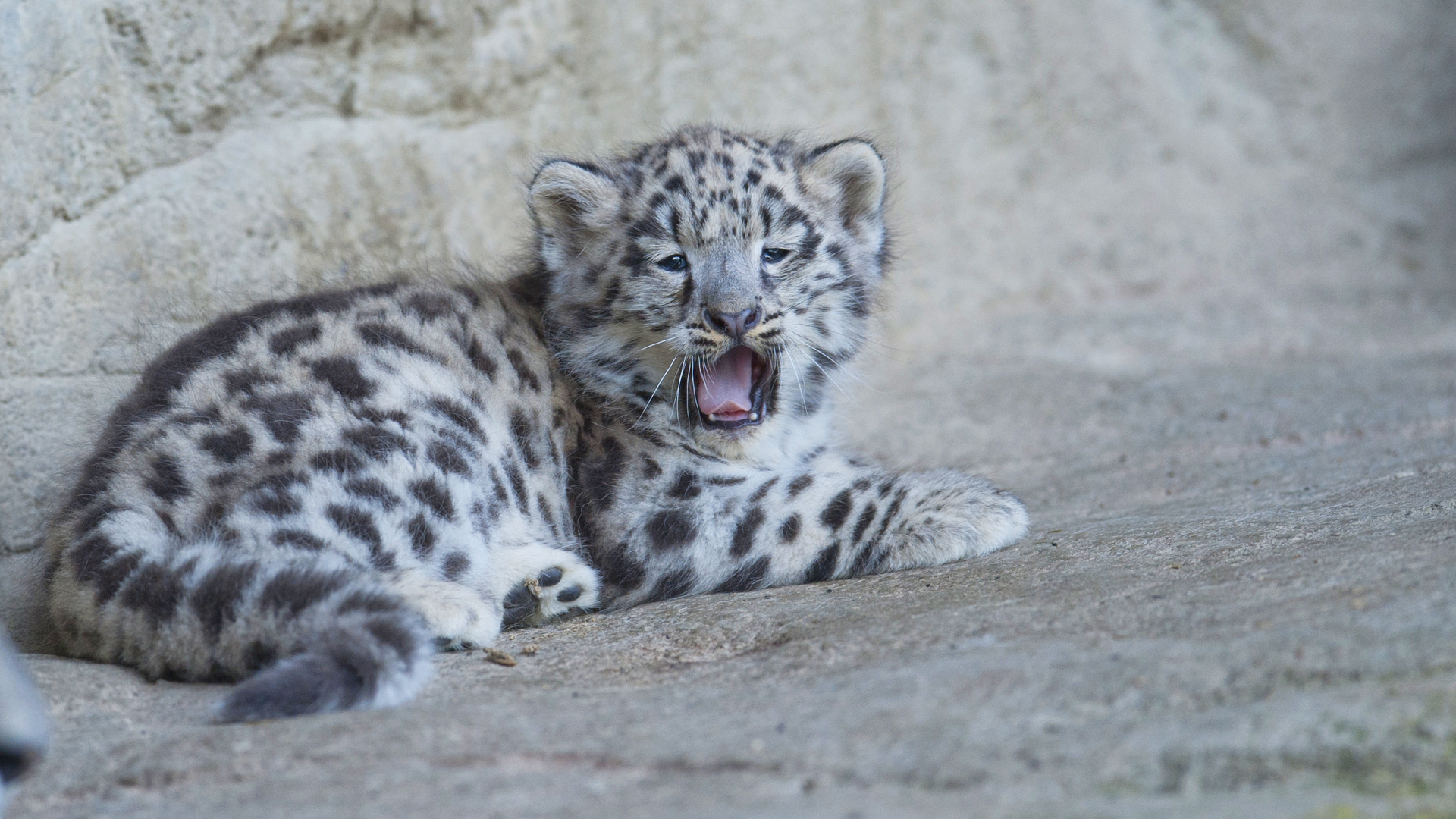 Junger Schneeleopard Mohan, Zoo Zürich, 22.06.2012 #2 Foto & Bild ...
