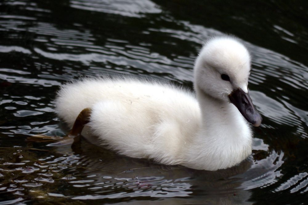 Junger Schwan Foto & Bild | tiere, wildlife, wild lebende vögel Bilder ...