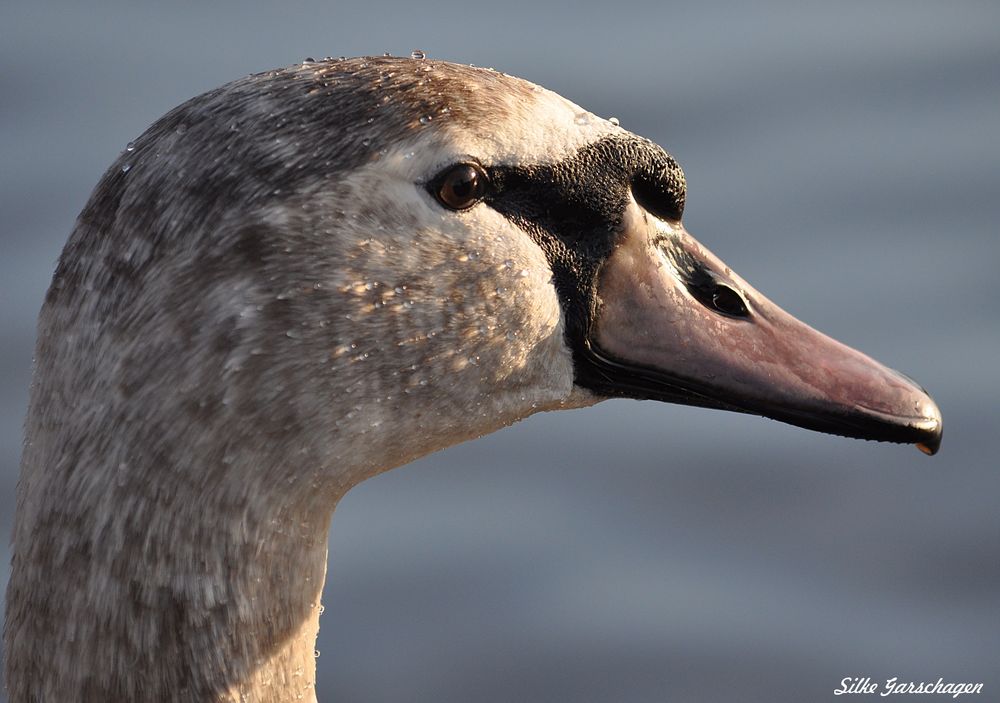 Junger Schwan Foto & Bild | tiere, wildlife, wild lebende vögel Bilder ...