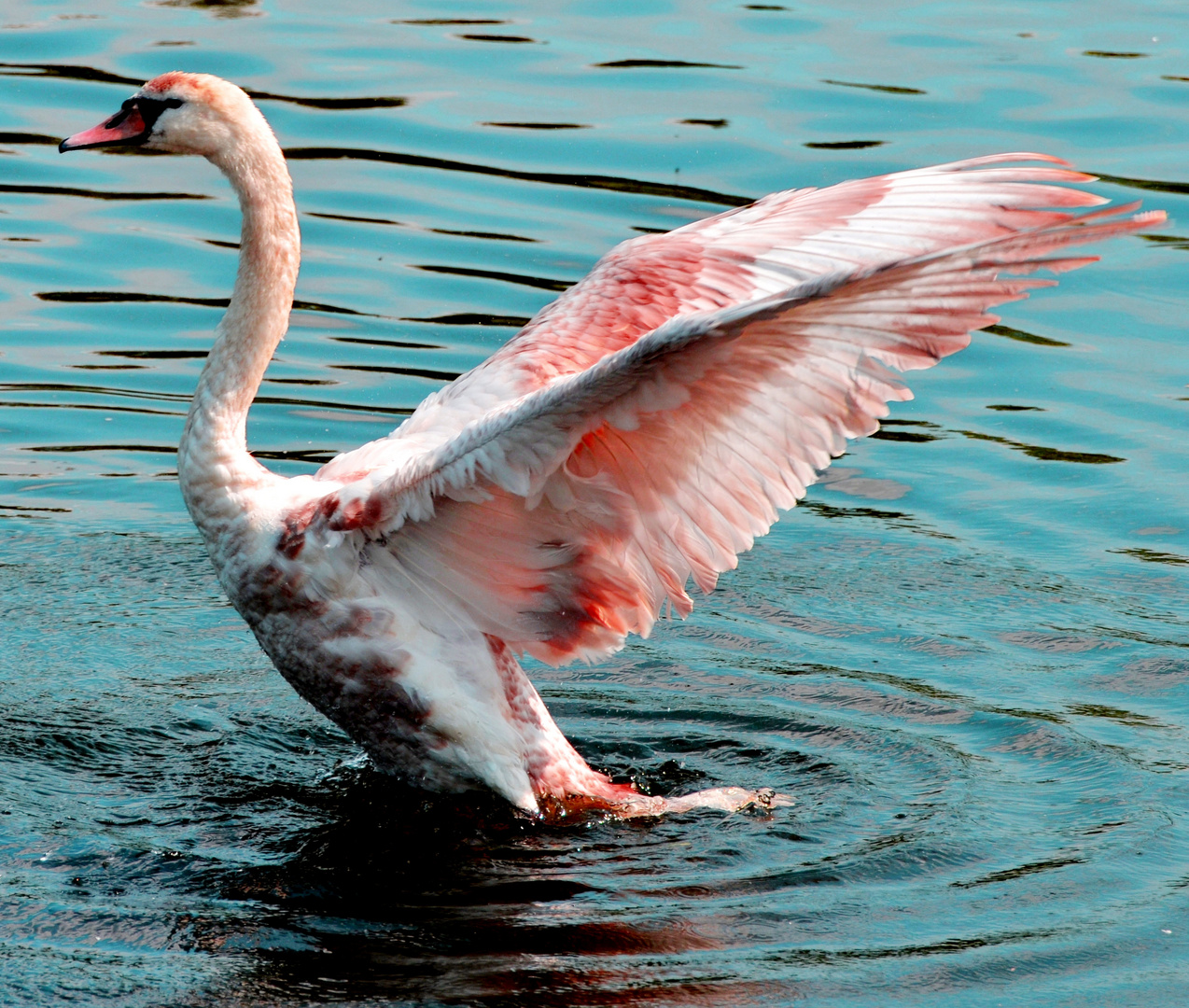 Junger Schwan Foto & Bild | tiere, wildlife, wild lebende vögel Bilder ...