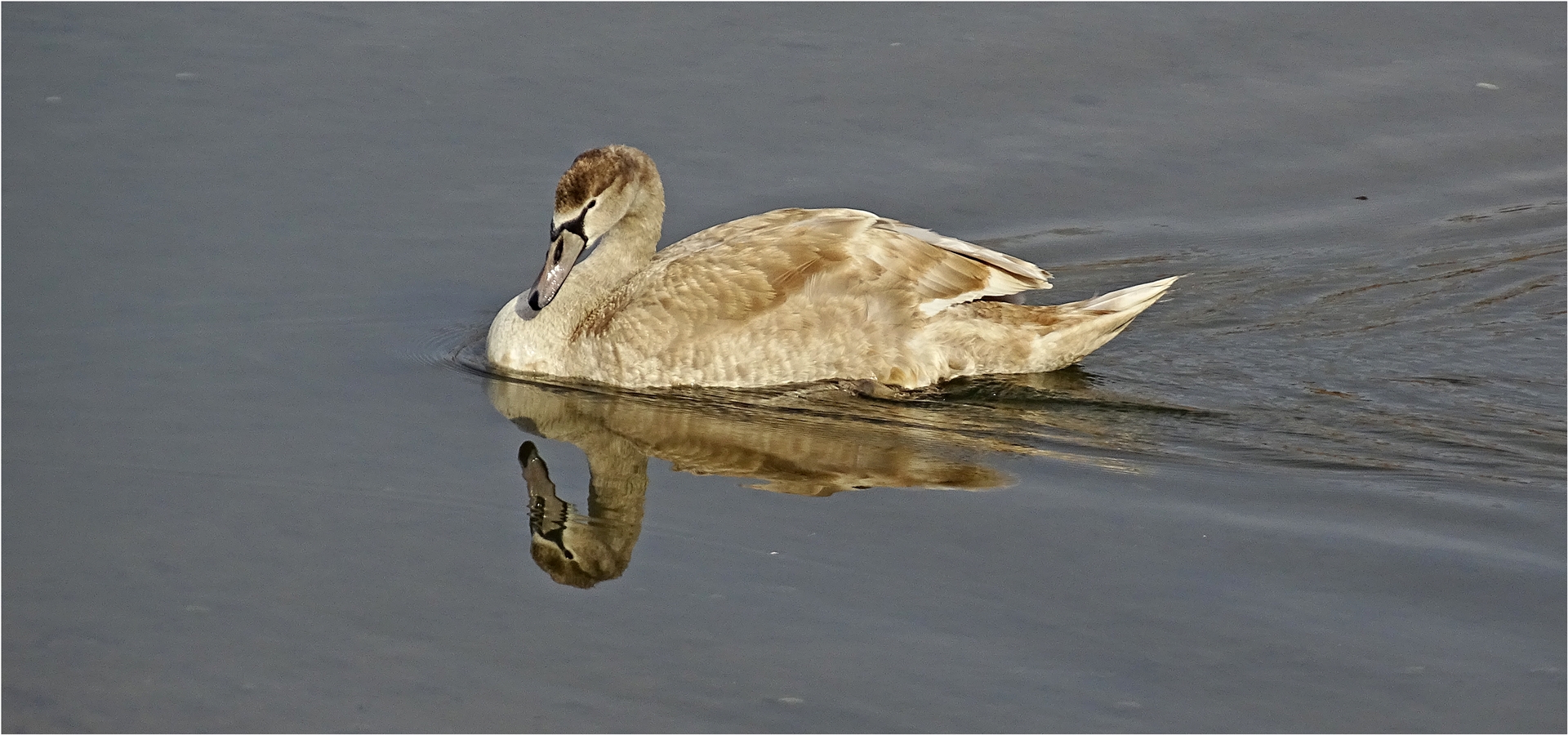 Junger Schwan Foto & Bild | natur, tiere, vögel Bilder auf fotocommunity