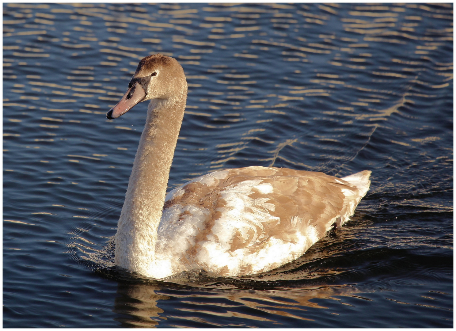 Junger Schwan Foto & Bild | tiere, wildlife, wild lebende vögel Bilder ...