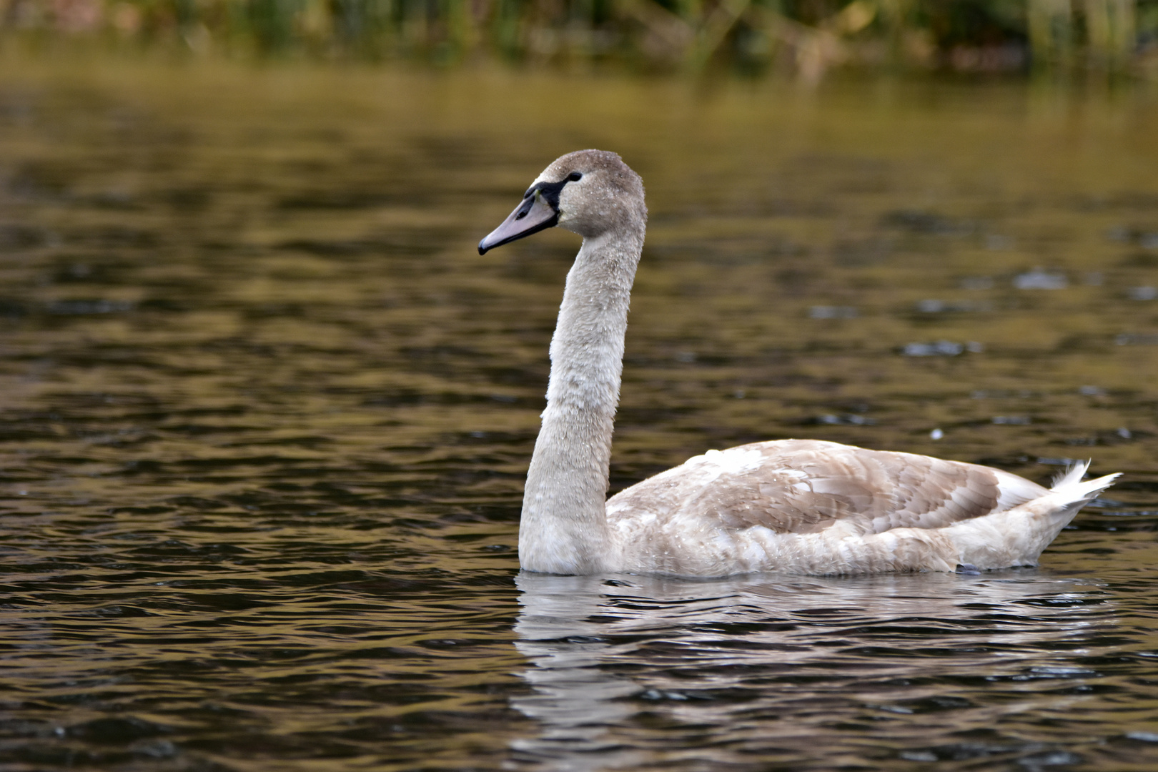 Junger Schwan Foto & Bild | tiere, wildlife, wild lebende vögel Bilder ...