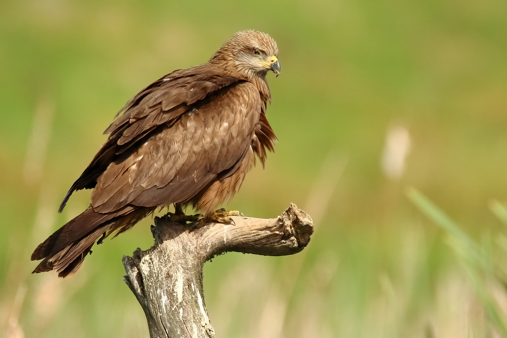 Junger Schwarzmilan Foto & Bild | tiere, wildlife, natur Bilder auf ...