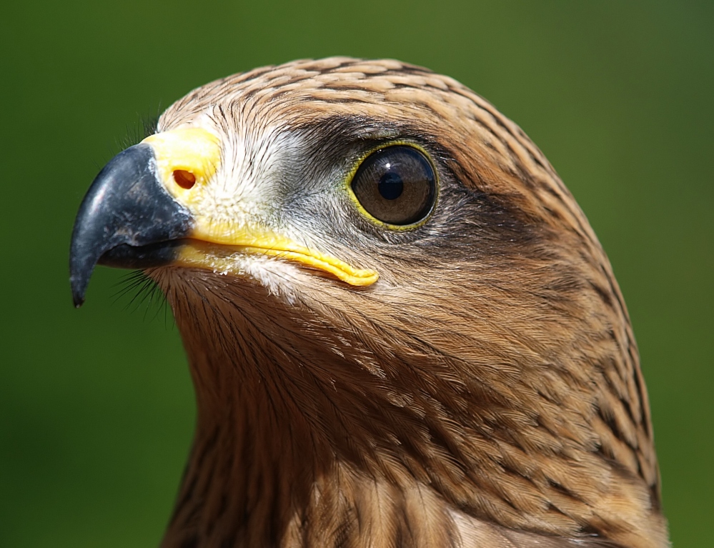 Junger Schwarzmilan Foto & Bild | tiere, zoo, wildpark & falknerei ...