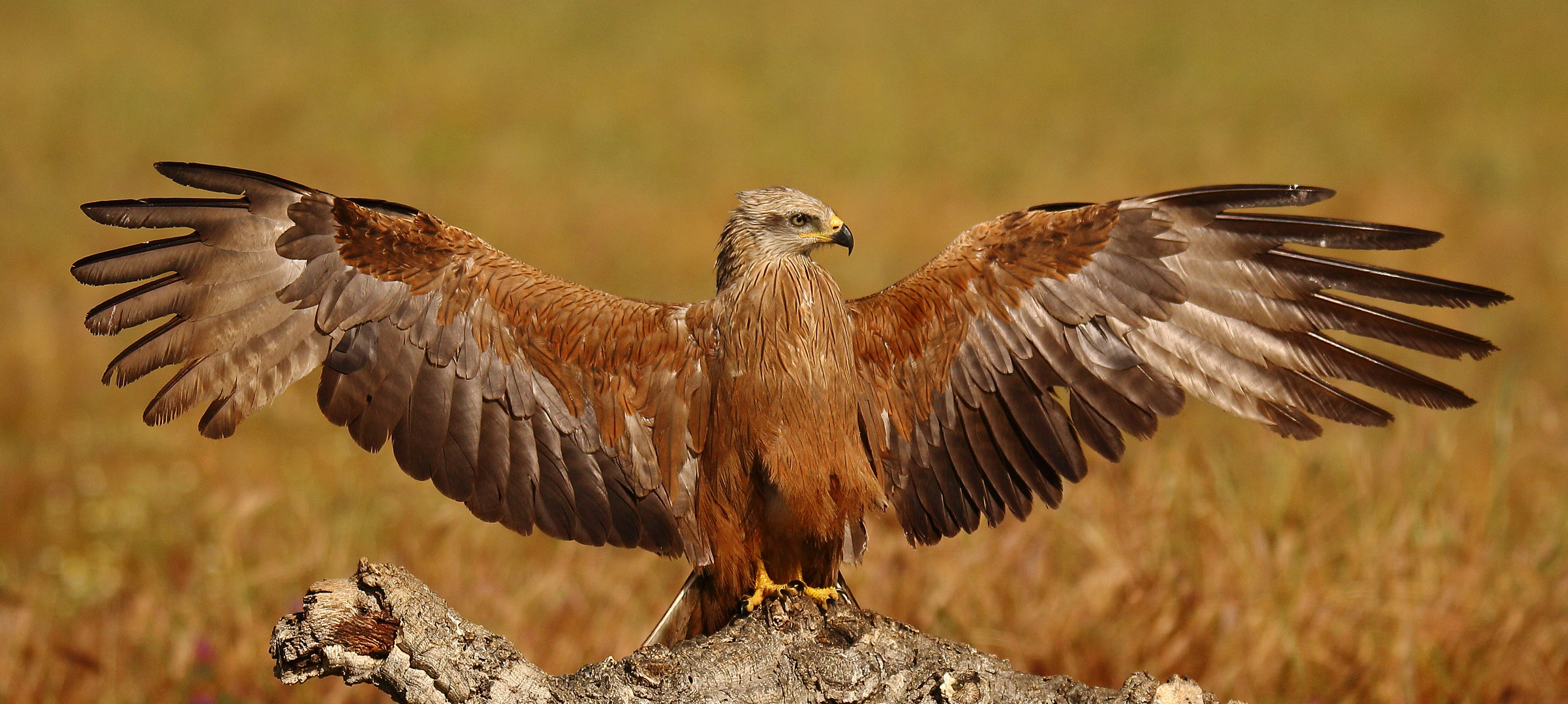 Junger Schwarzmilan ... Foto & Bild | tiere, wildlife, natur Bilder auf ...