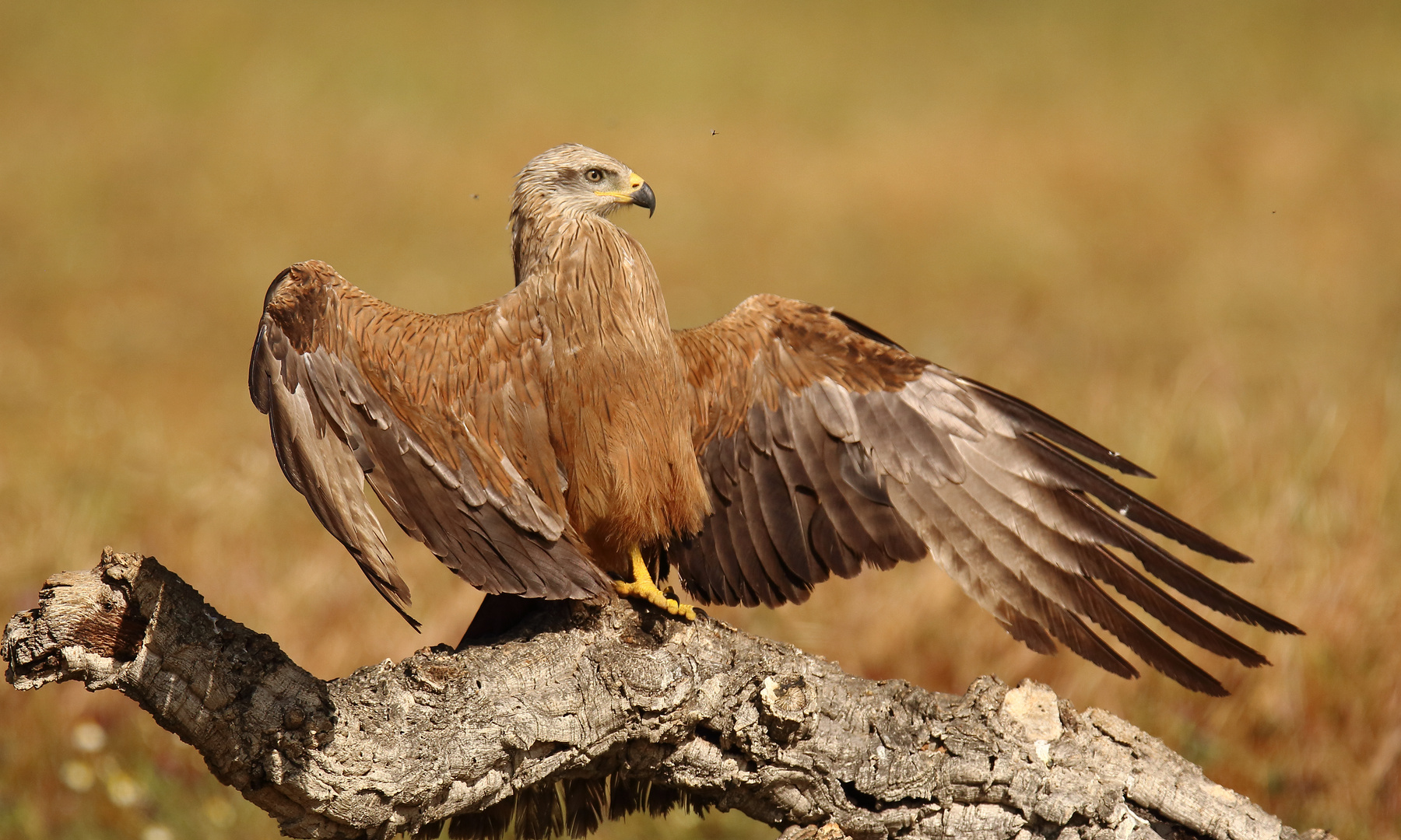 Junger Schwarzmilan wärmt sich in der Morgensonne Foto & Bild | tiere ...