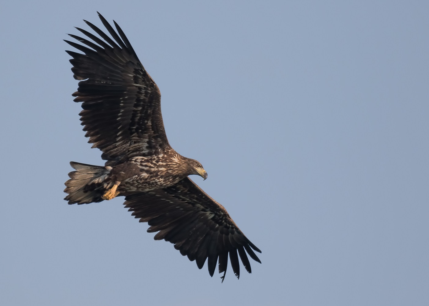 Junger Seeadler ... Foto & Bild | tiere, wildlife, wild lebende vögel ...