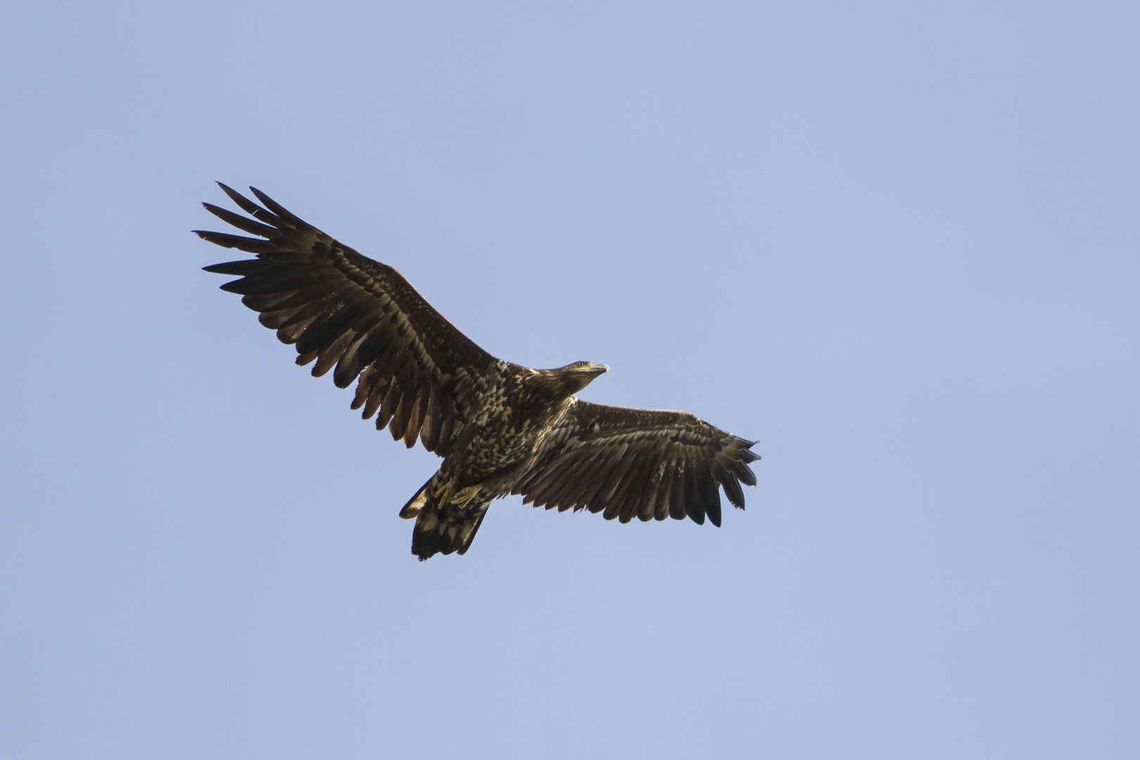 Junger Seeadler Foto & Bild | natur, tiere, wildlife Bilder auf ...