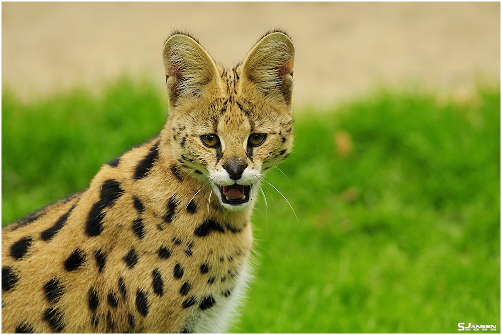 Junger Serval Foto & Bild | tiere, zoo, wildpark & falknerei ...