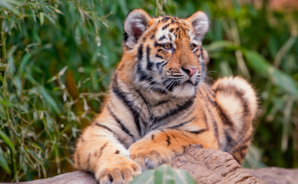 Junger Sibir. Tiger ( 6 Monate ) Zoo Nürnberg Foto & Bild | tiere ...