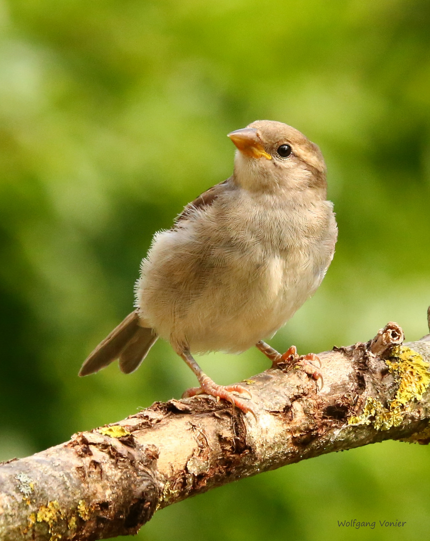 Junger Spatz Foto & Bild | makro, natur, macro Bilder auf fotocommunity