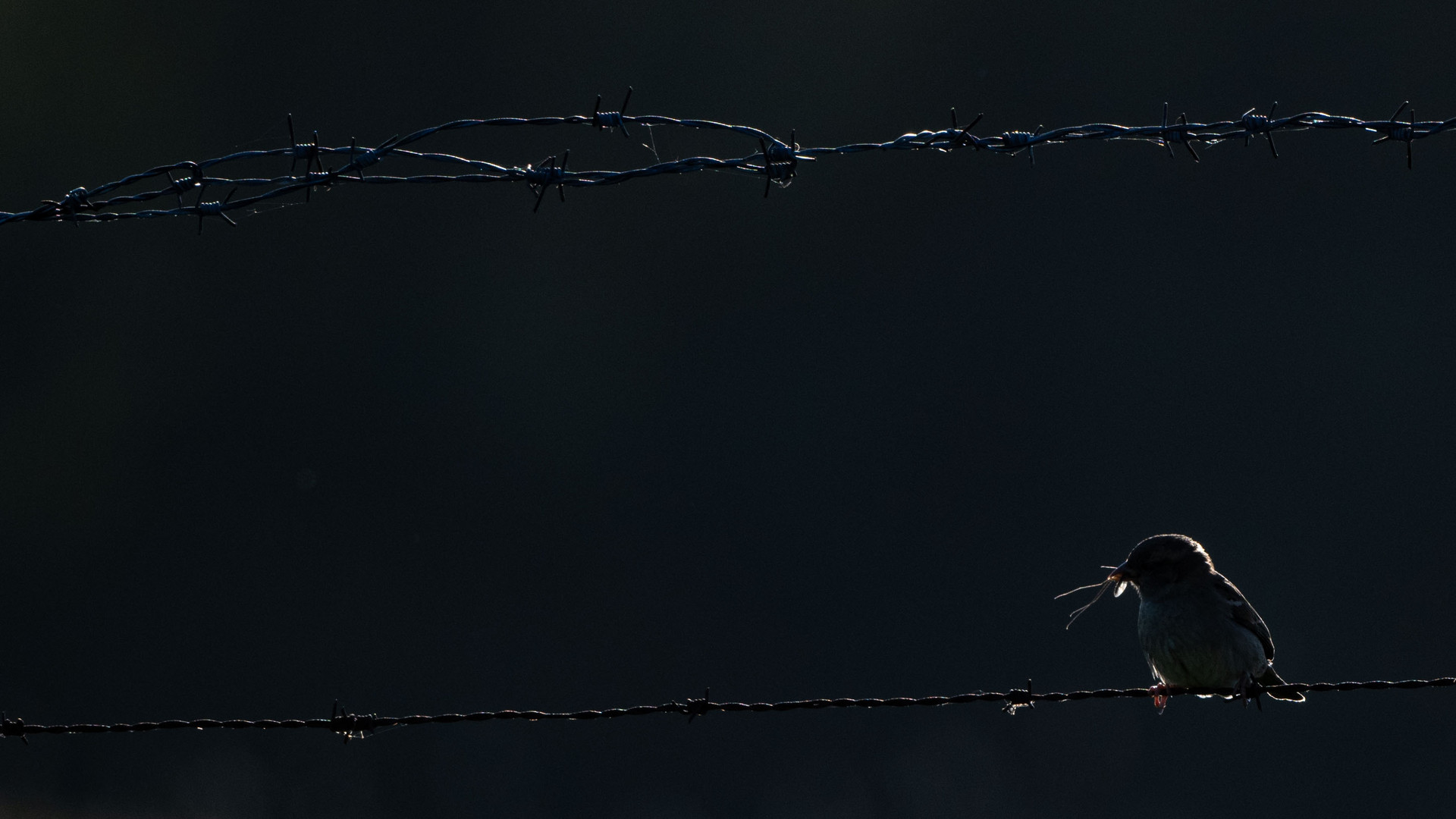 Junger Spatz mit einer Schnake Foto & Bild | deutschland, europe ...