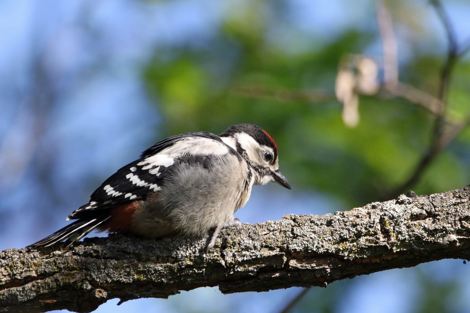junger Specht Foto & Bild | vögel, fotos, frühling Bilder auf fotocommunity