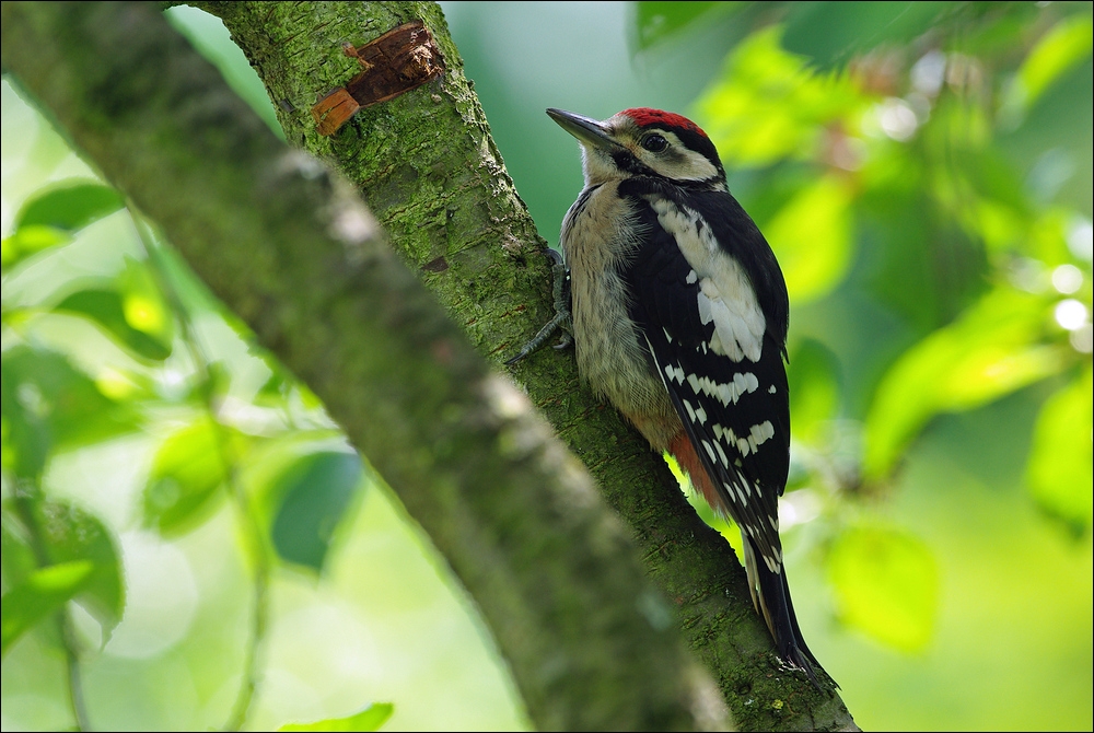 Junger Specht Foto & Bild | tiere, wildlife, wild lebende vögel Bilder ...