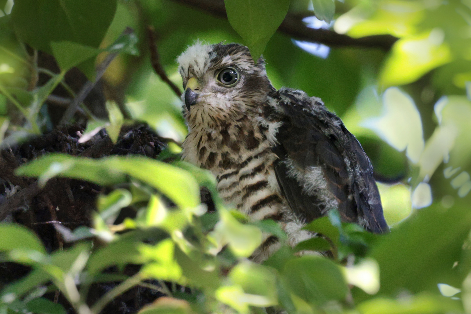 Junger Sperber im Horst Foto & Bild | natur, greifvogel, naturfoto ...