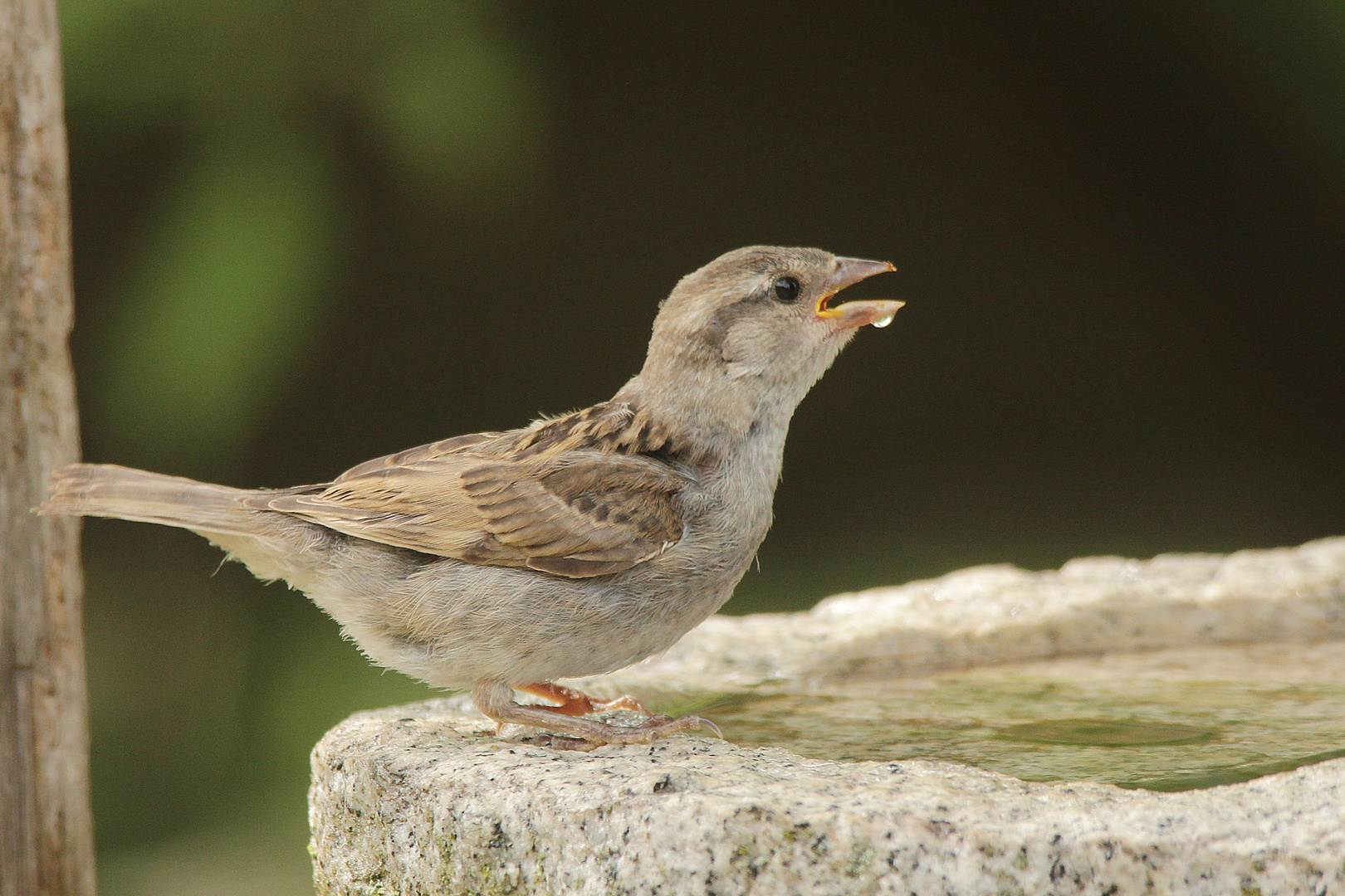 Junger Sperling Foto & Bild | singvogel, sperling, tiere Bilder auf ...