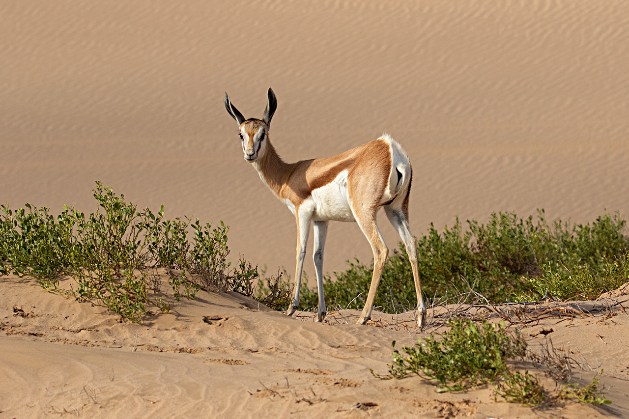 junger-Springbock Foto & Bild | africa, southern africa, namibia Bilder ...