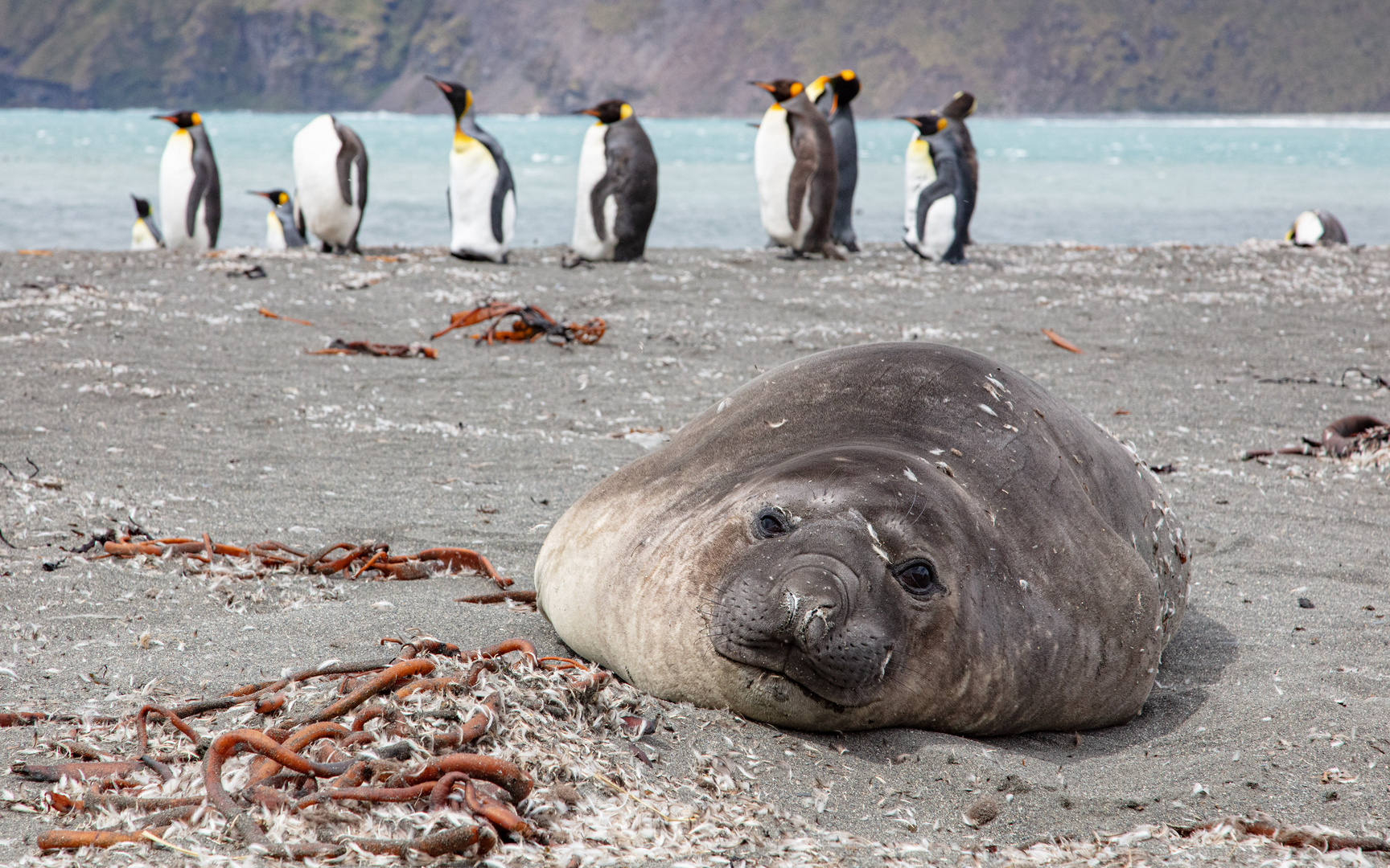 junger Südlicher See-Elefant Foto & Bild | world, natur, tiere Bilder ...