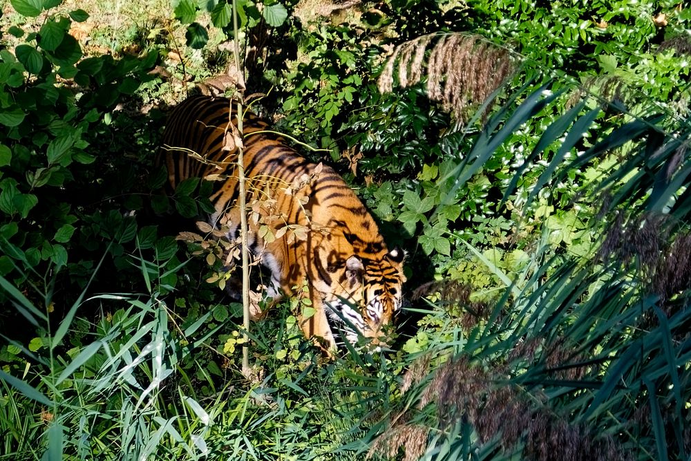 junger Tiger Foto & Bild | tiere, zoo, wildpark & falknerei, säugetiere ...