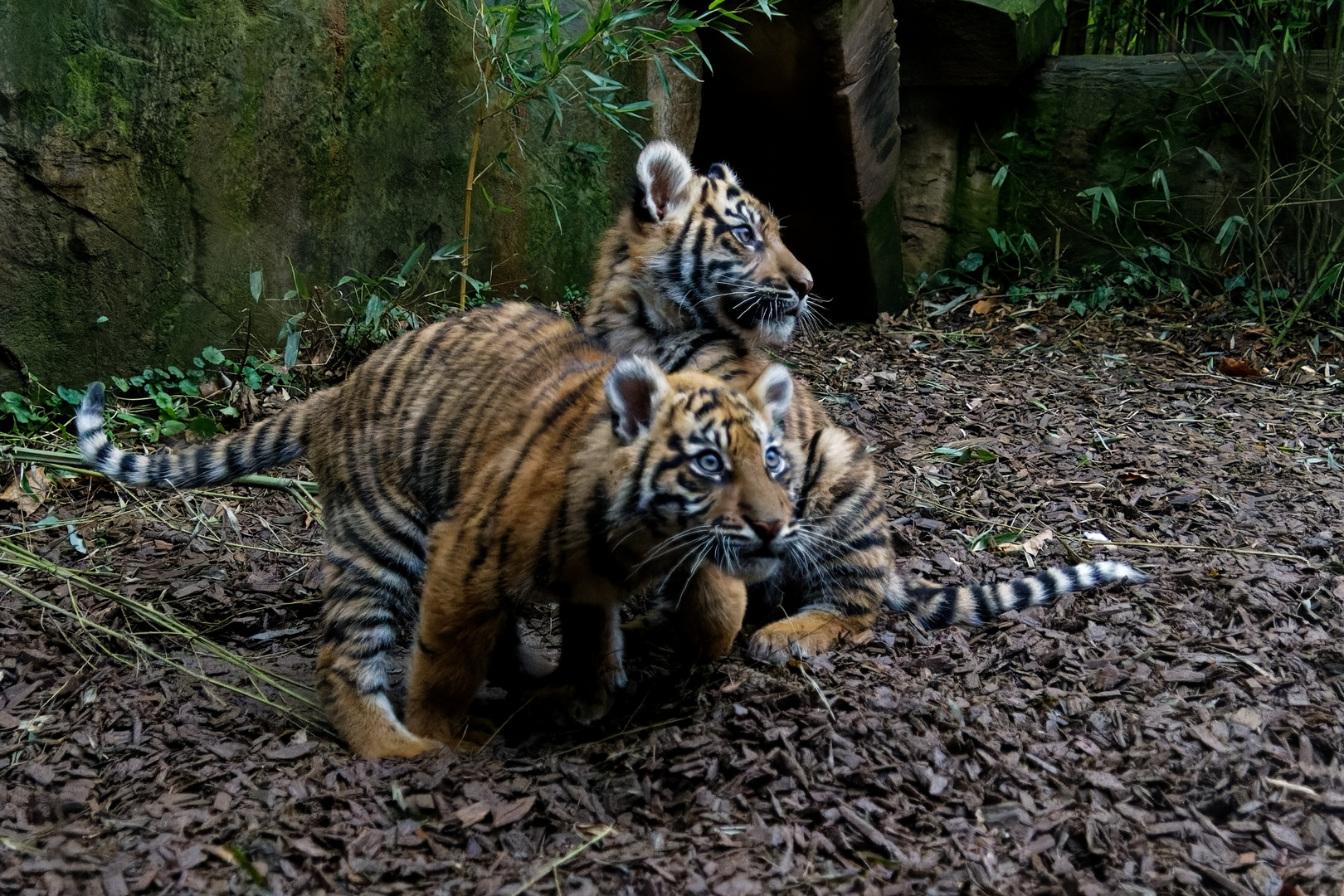 junger Tiger Foto & Bild | tiere, zoo, wildpark & falknerei, säugetiere ...