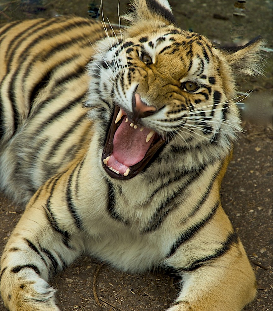 junger Tiger Foto & Bild | tiere, schweiz, natur Bilder auf fotocommunity