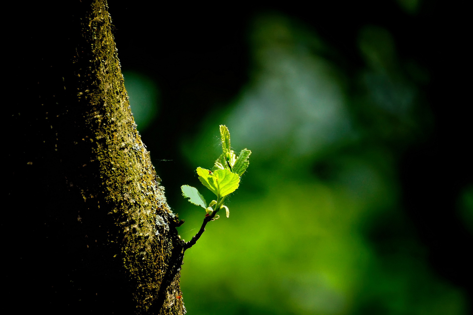 Junger Trieb Foto & Bild | pflanzen, pilze & flechten, bäume ...