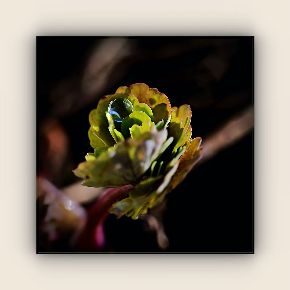 junger Trieb der Akelei Foto & Bild | natur-makros, projekte, natur-kreativ Bilder auf fotocommunity