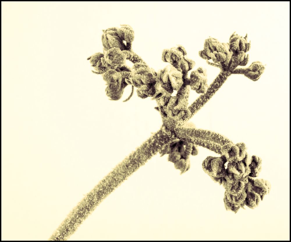 Junger Trieb in s/w Foto & Bild | pflanzen, pilze & flechten, natur ...