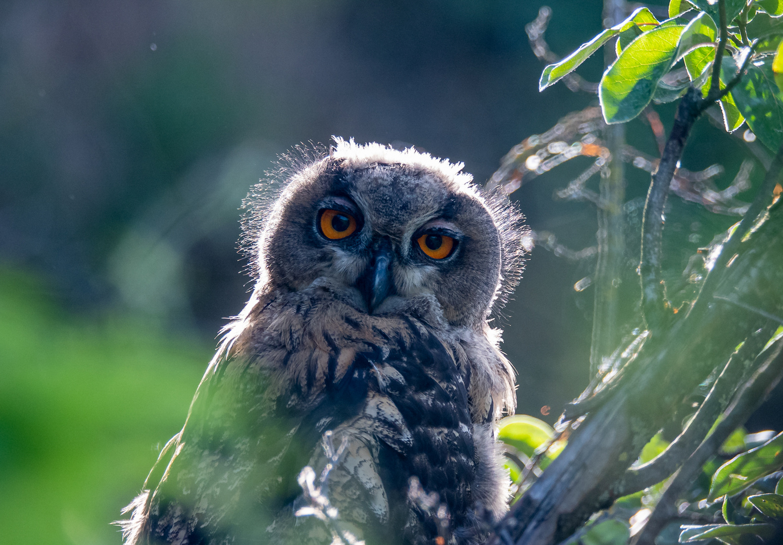 Junger Uhu ... Foto & Bild | tiere, wildlife, wild lebende vögel Bilder ...