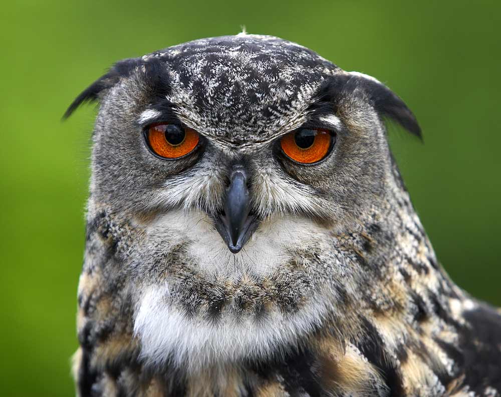 junger Uhu Foto & Bild | tiere, zoo, wildpark & falknerei, vögel Bilder ...