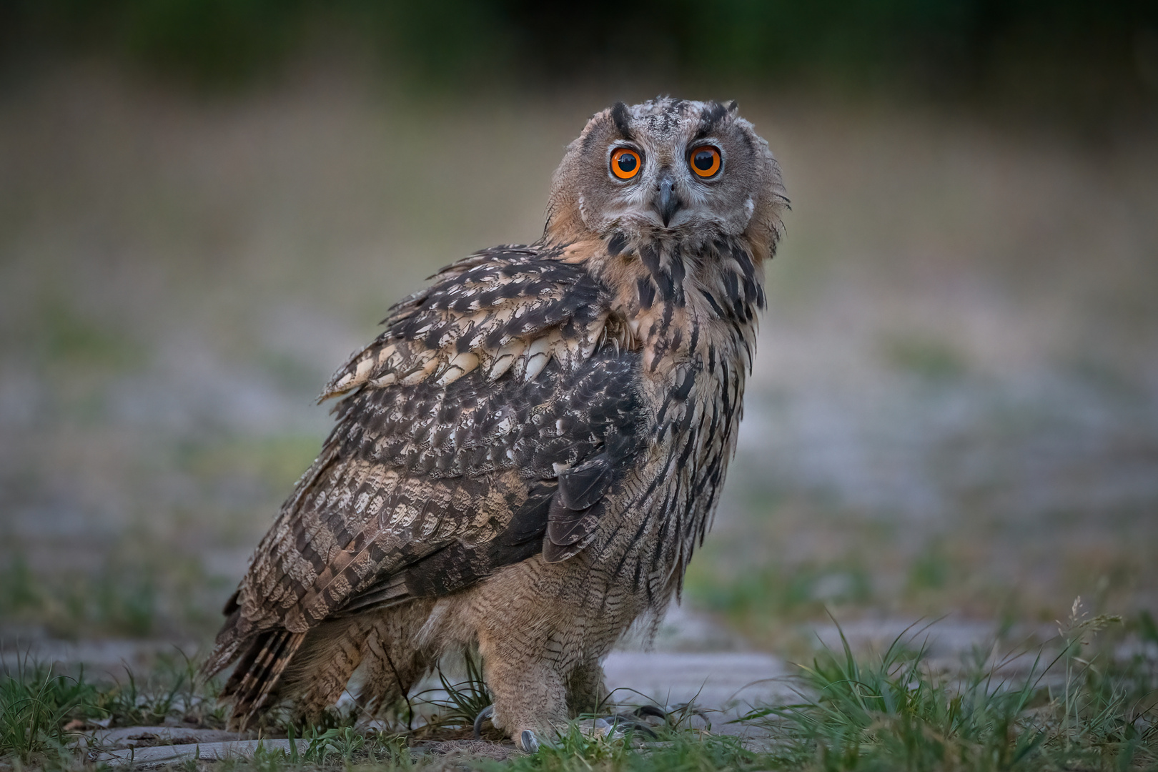 Junger Uhu auf Erkundung Foto & Bild | tiere, wildlife, wild lebende ...