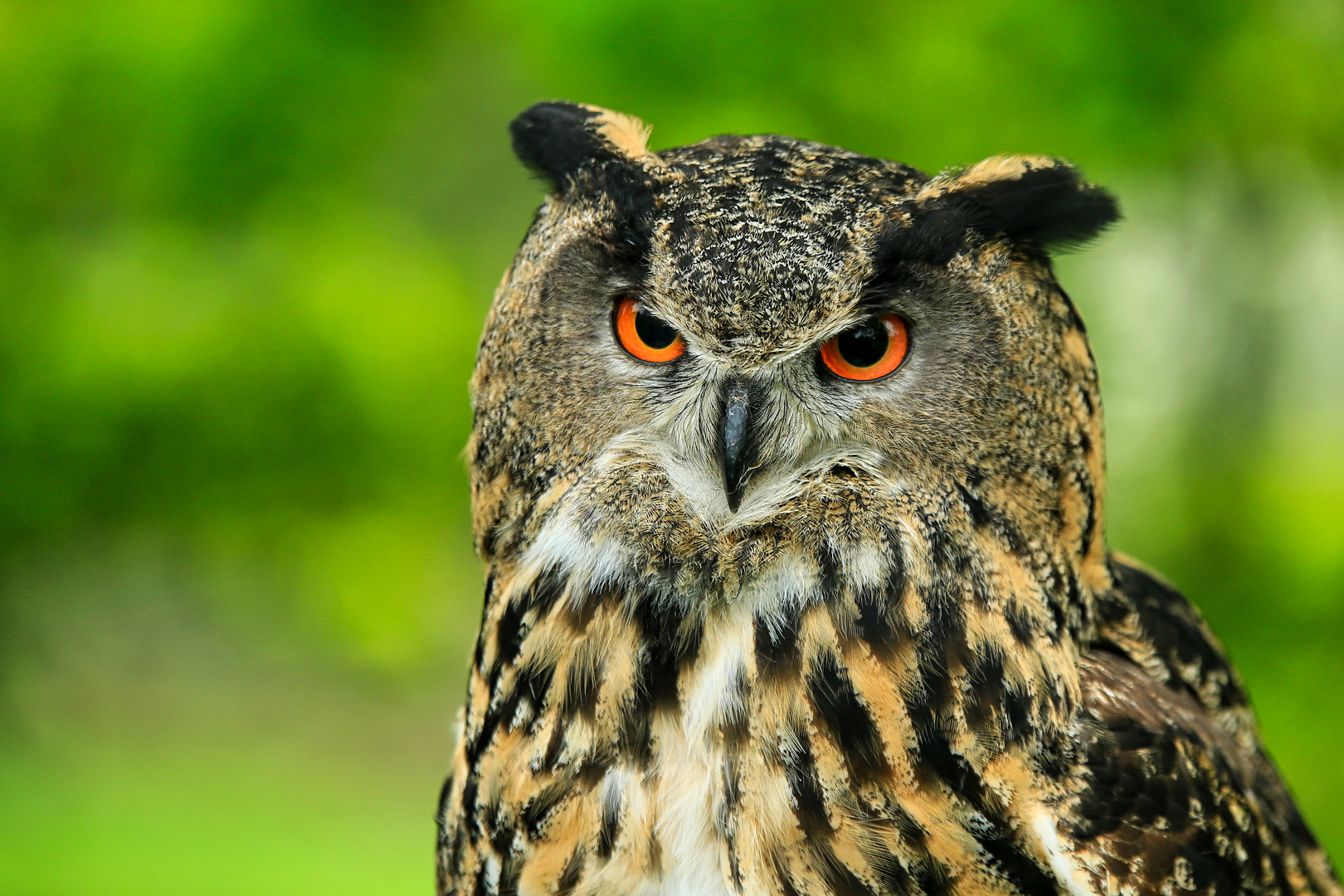 Junger Uhu... Foto & Bild | fotos, grün, natur Bilder auf fotocommunity